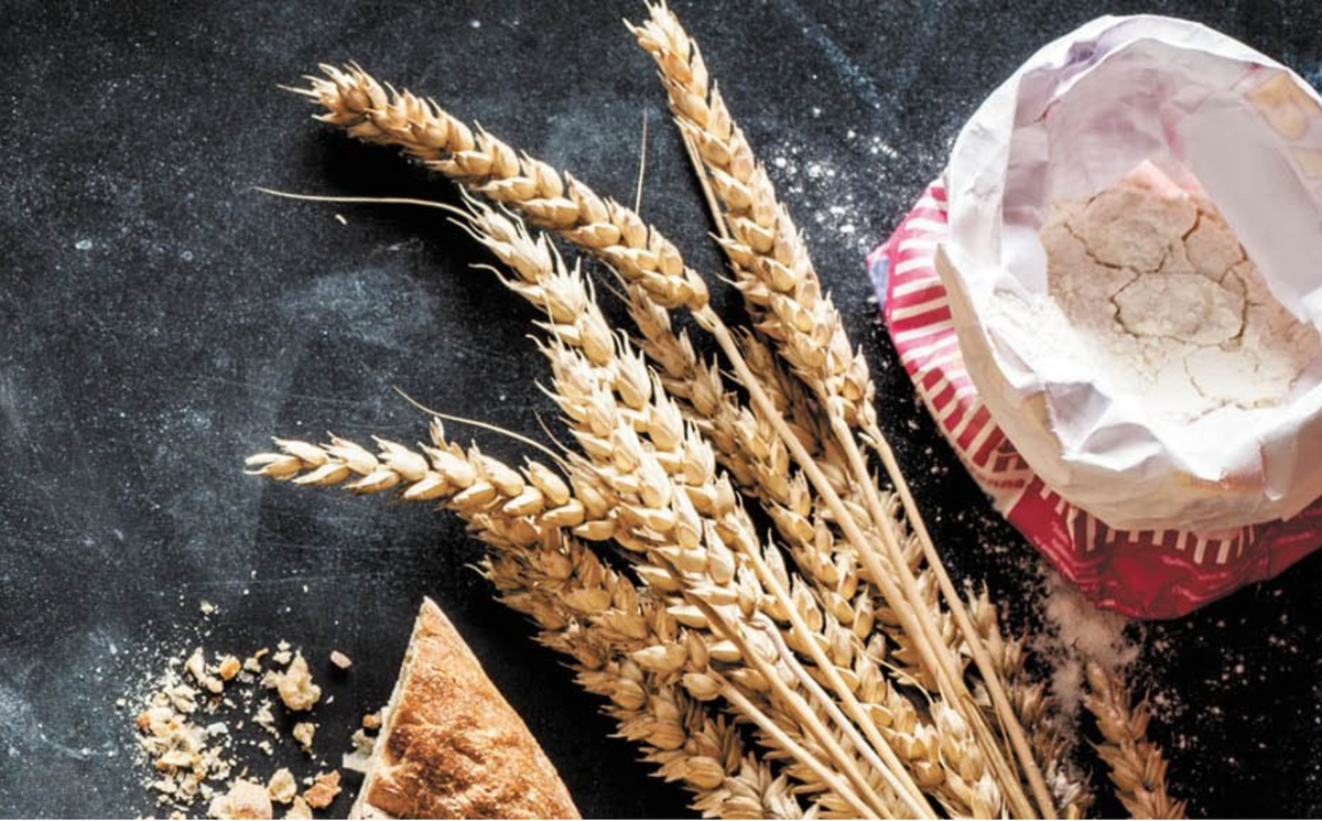 Zea or Zeia the Grain of Ancients – The Olive Grove